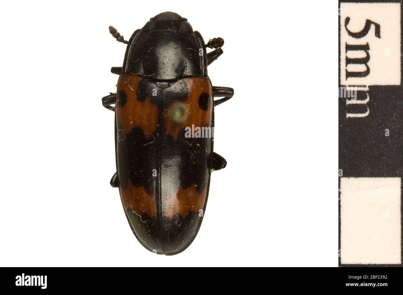 Pleasing fungus beetle hi-res stock photography and images - Alamy