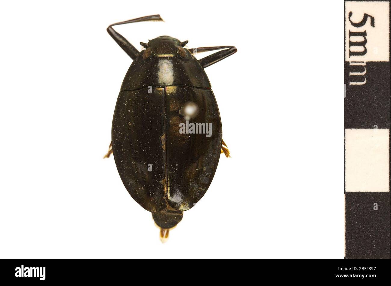 Whirligig beetle hi-res stock photography and images - Alamy