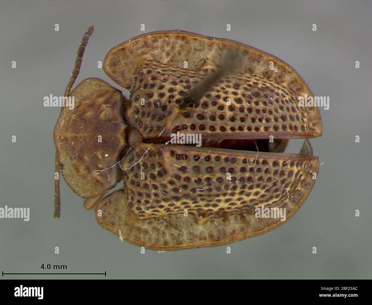 Turritella hi-res stock photography and images - Alamy