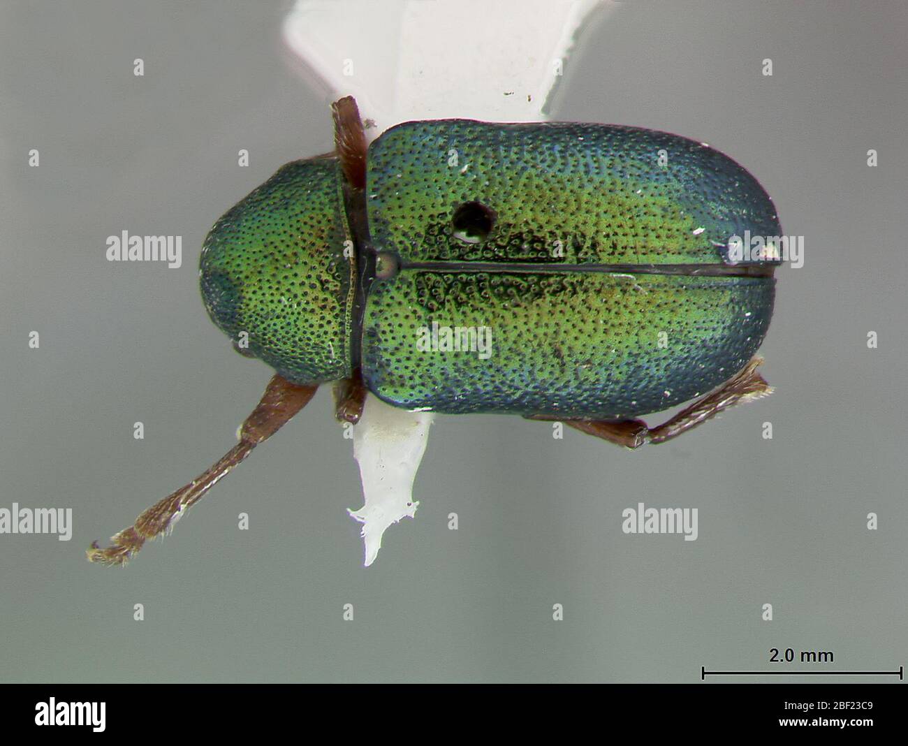 Schaeffer hi-res stock photography and images - Alamy