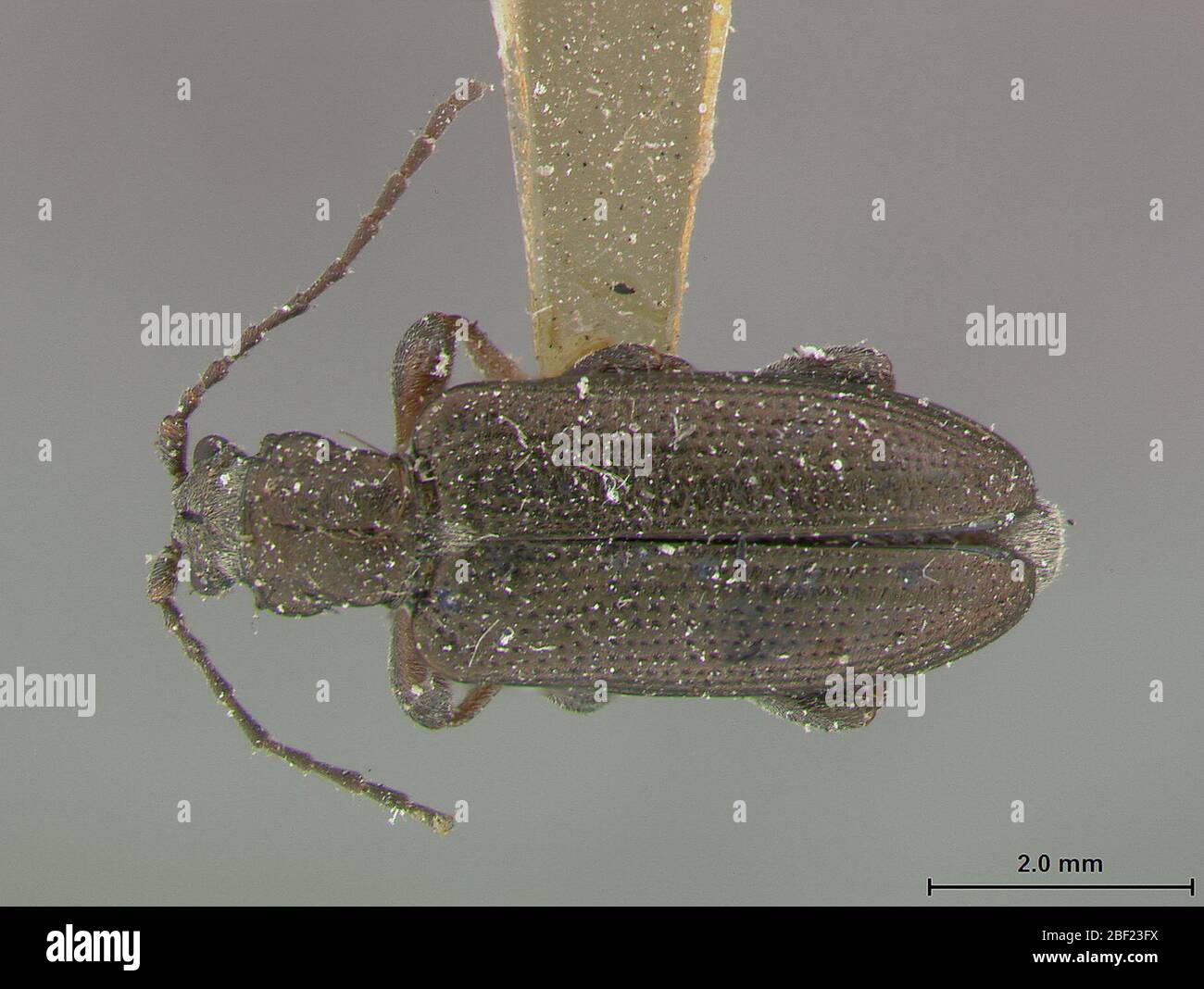 Species label museum hi-res stock photography and images - Alamy