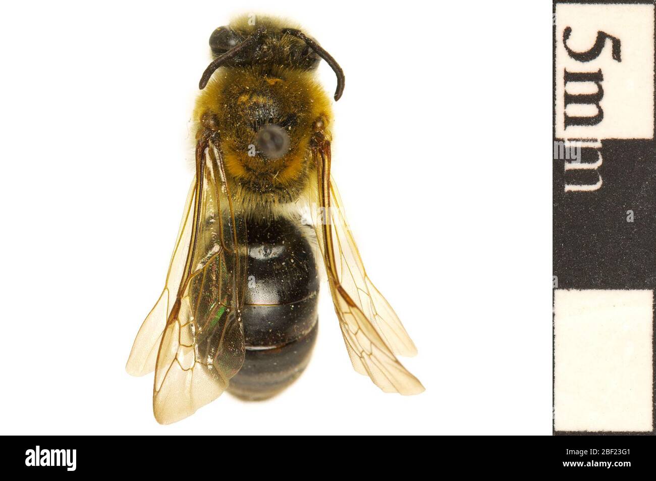 Cellophane bee hi-res stock photography and images - Alamy