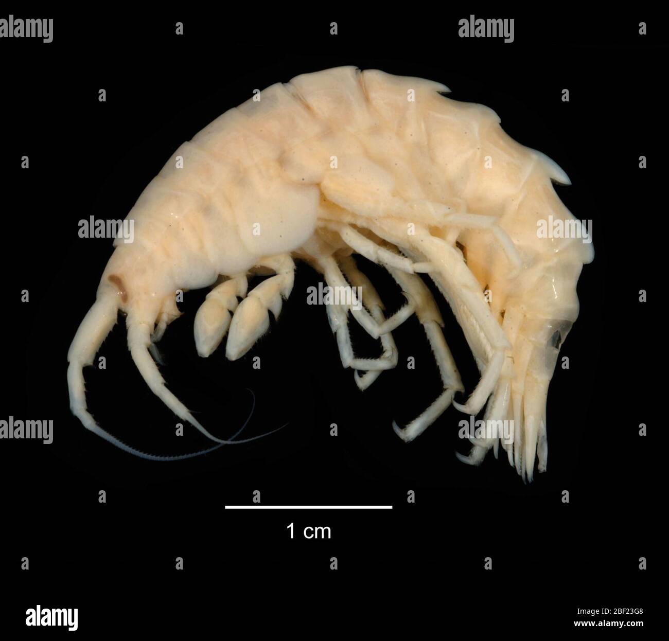 Bovallia gigantea hi-res stock photography and images - Alamy