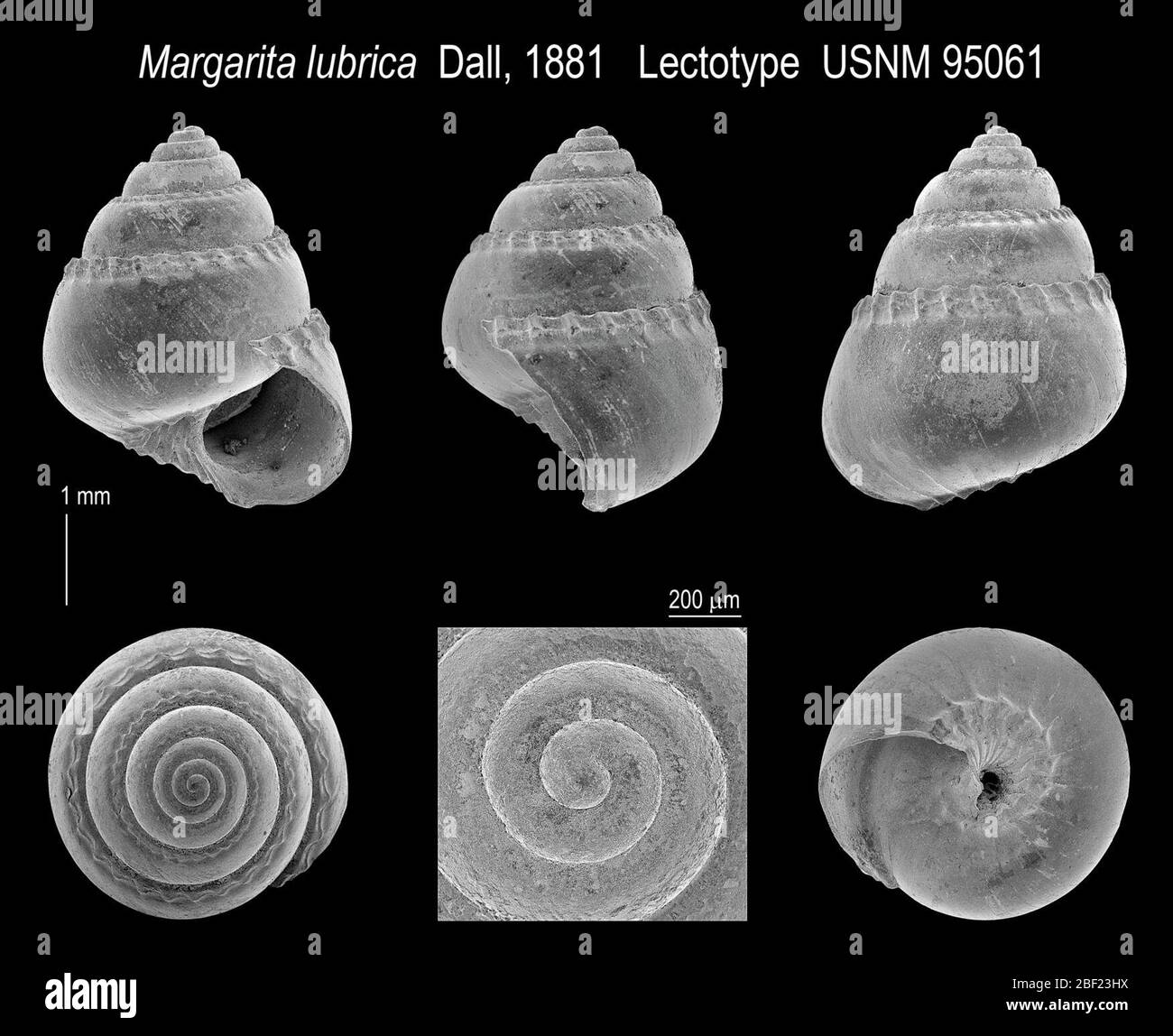 Lubrica hi-res stock photography and images - Alamy