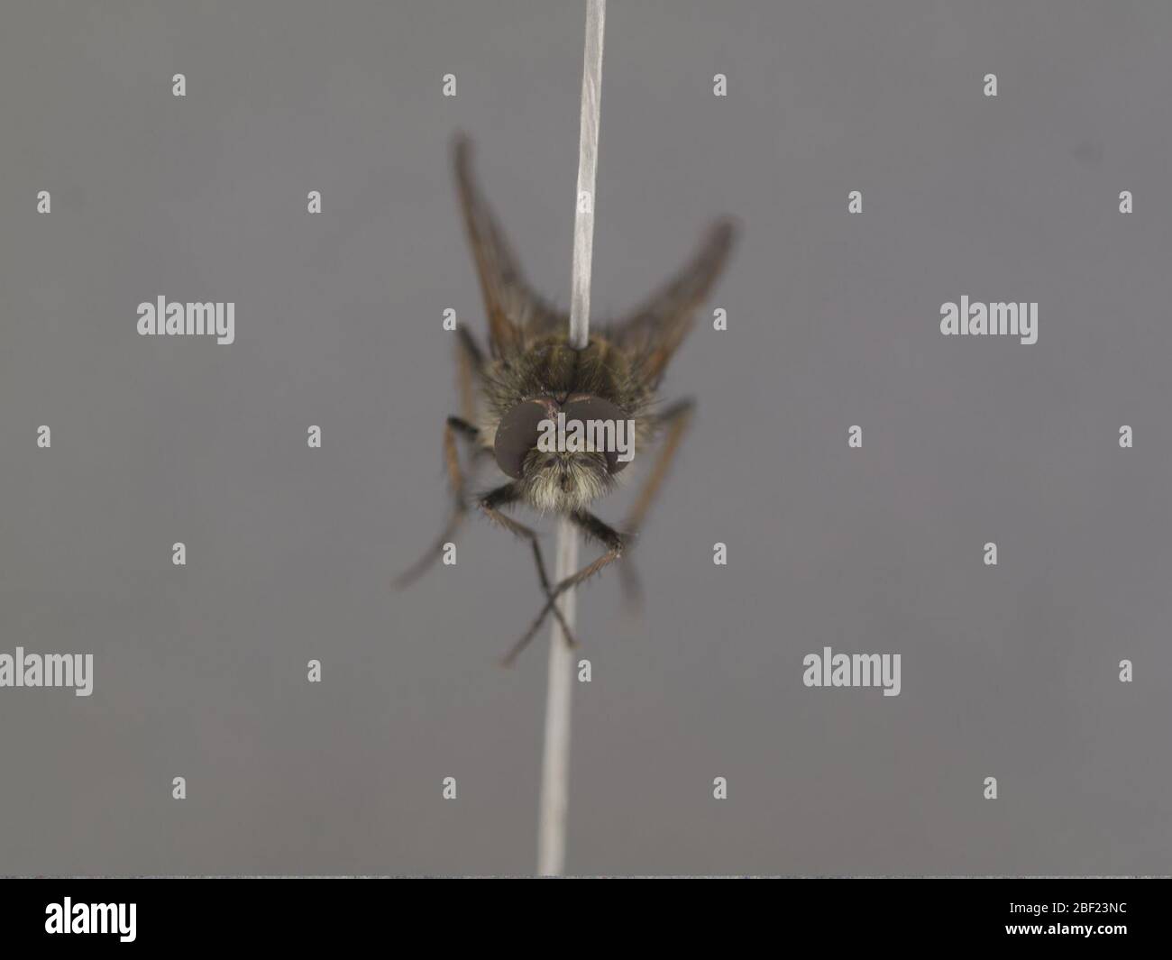 Thereva hi-res stock photography and images - Alamy