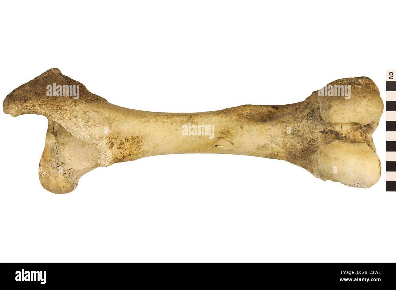 Raduln hi-res stock photography and images - Alamy