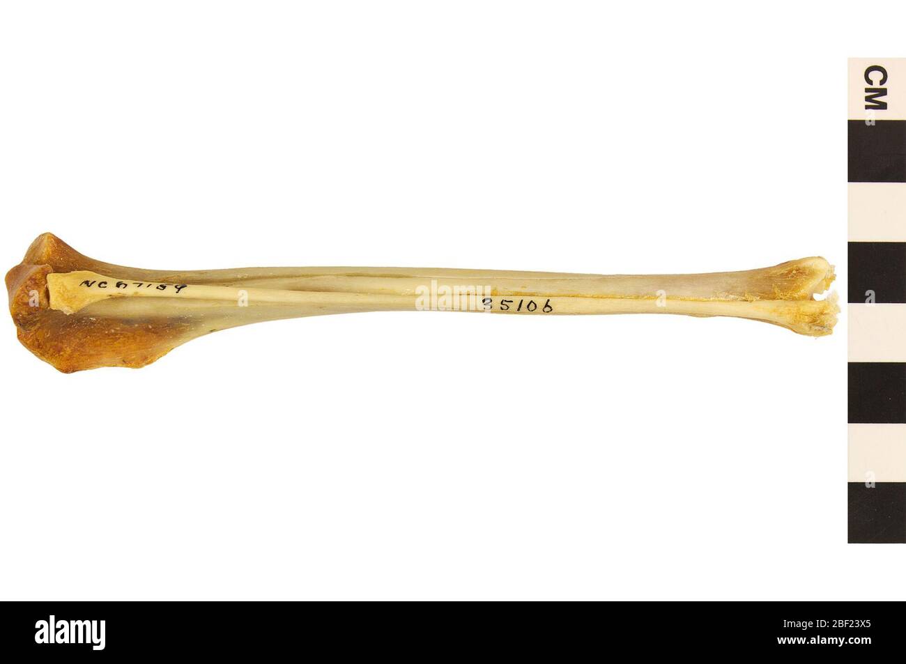 Red Fox. This object is part of the Education and Outreach collection ...