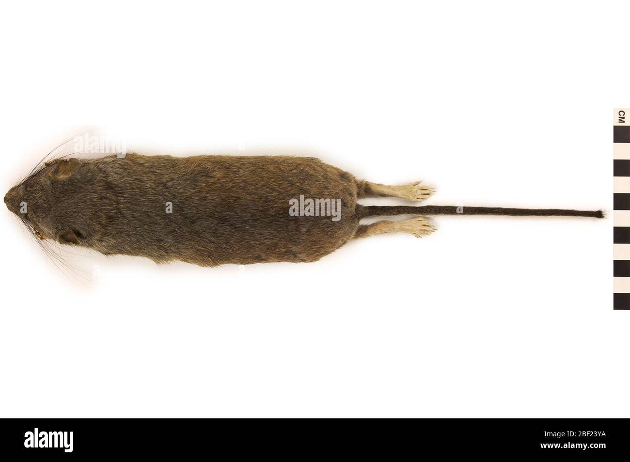 The rat pack hi-res stock photography and images - Alamy