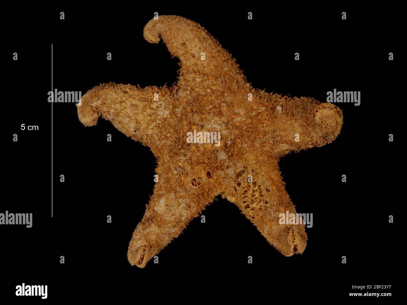 Pteraster affinis affinis. 2 Jan 20180171 Stock Photo - Alamy