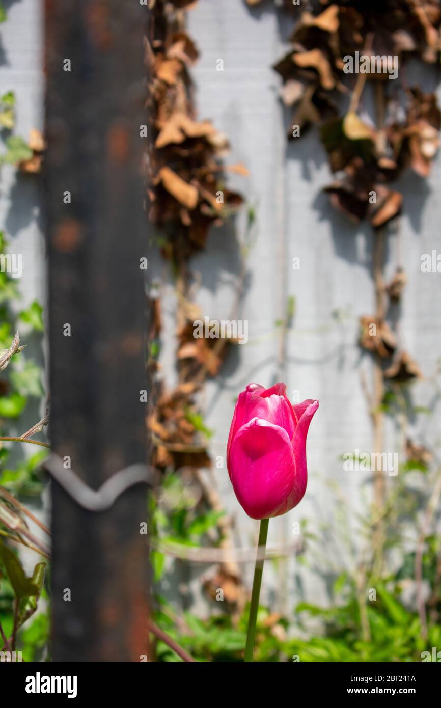 A Pink Tulip Behind a Rusty Metal Fence With a Dead Ivy Covered Wood ...