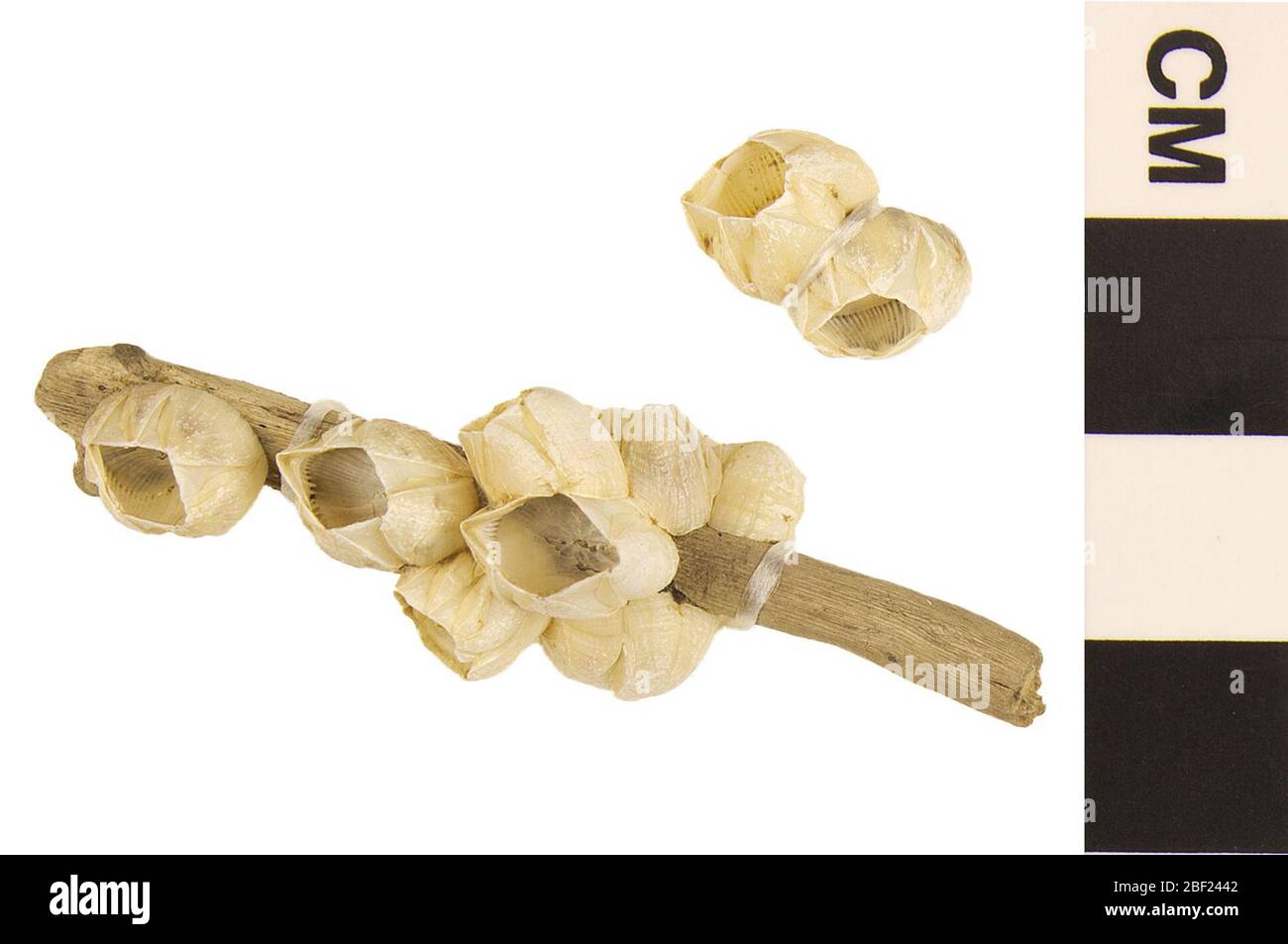 Ivory barnacle hi-res stock photography and images - Alamy