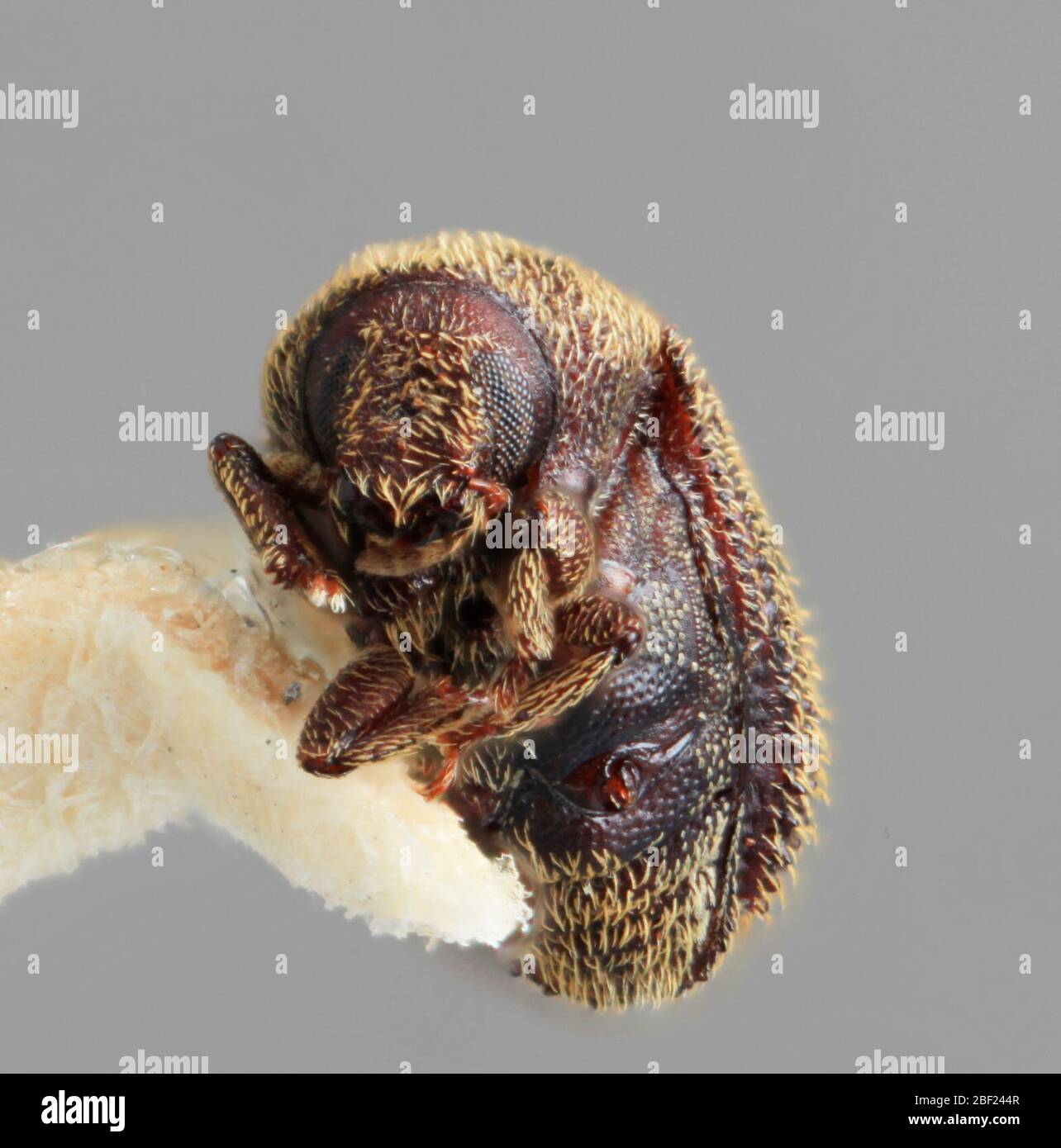 Pseudoxylechinus rugatus. FabaceaeCassiasp.20 Jul 20171 Stock Photo - Alamy