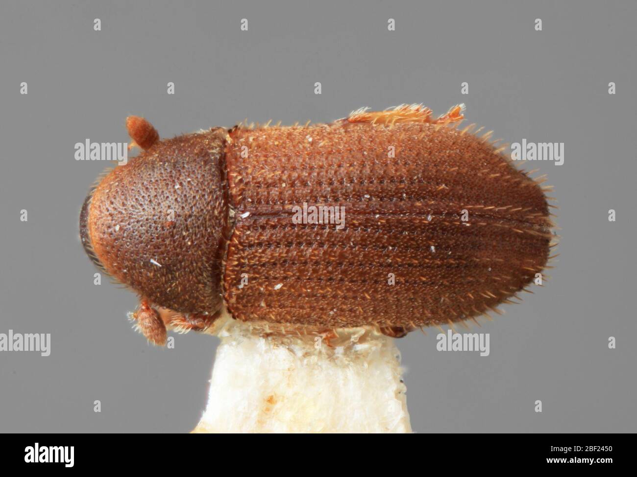 Uniformis hi-res stock photography and images - Alamy