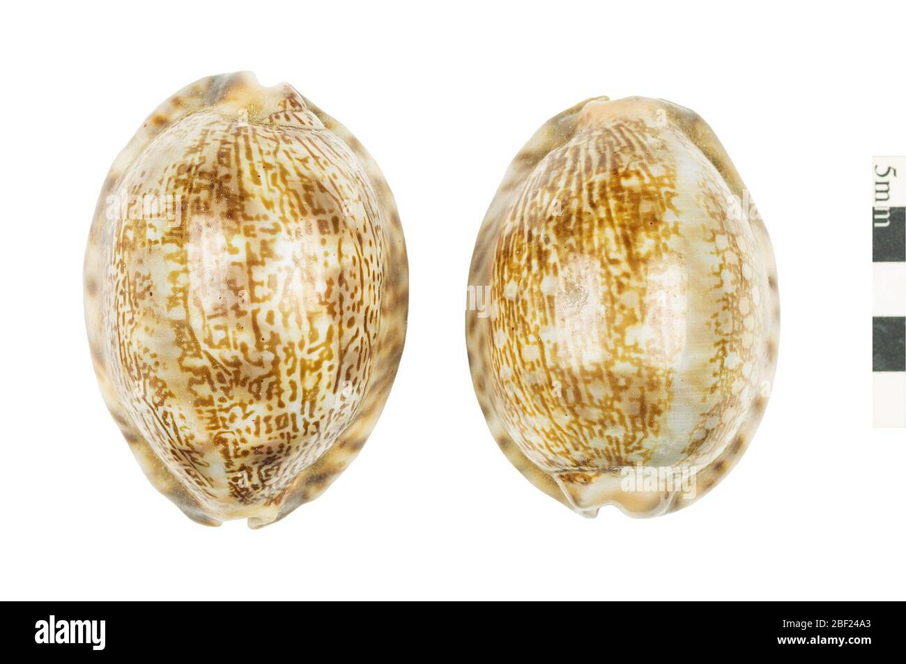 Arabian cowry hi-res stock photography and images - Alamy