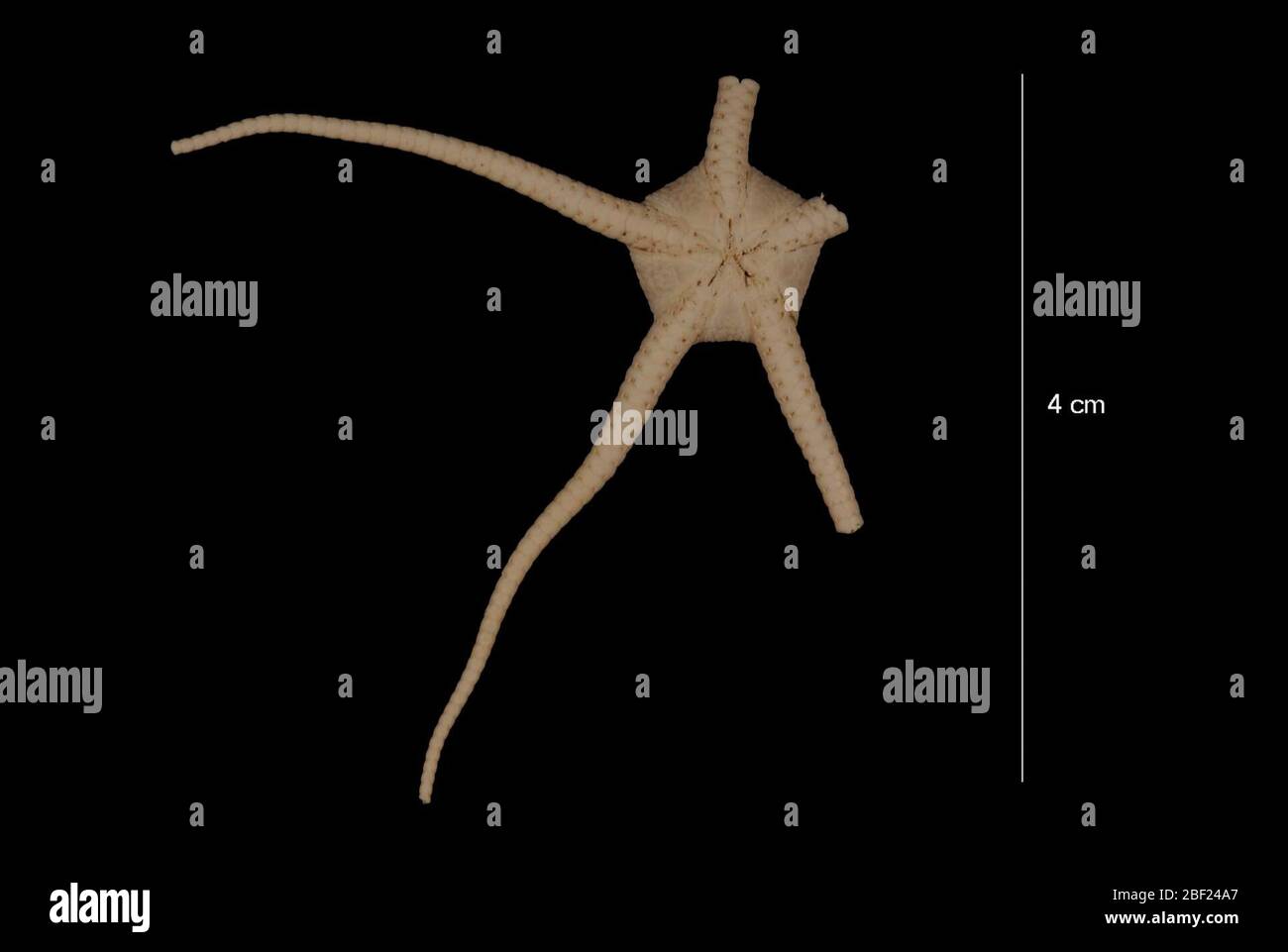 Ophiura hi-res stock photography and images - Alamy