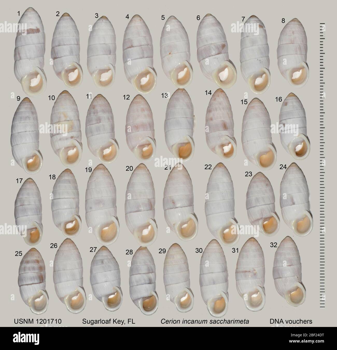 Cerion hi-res stock photography and images - Alamy