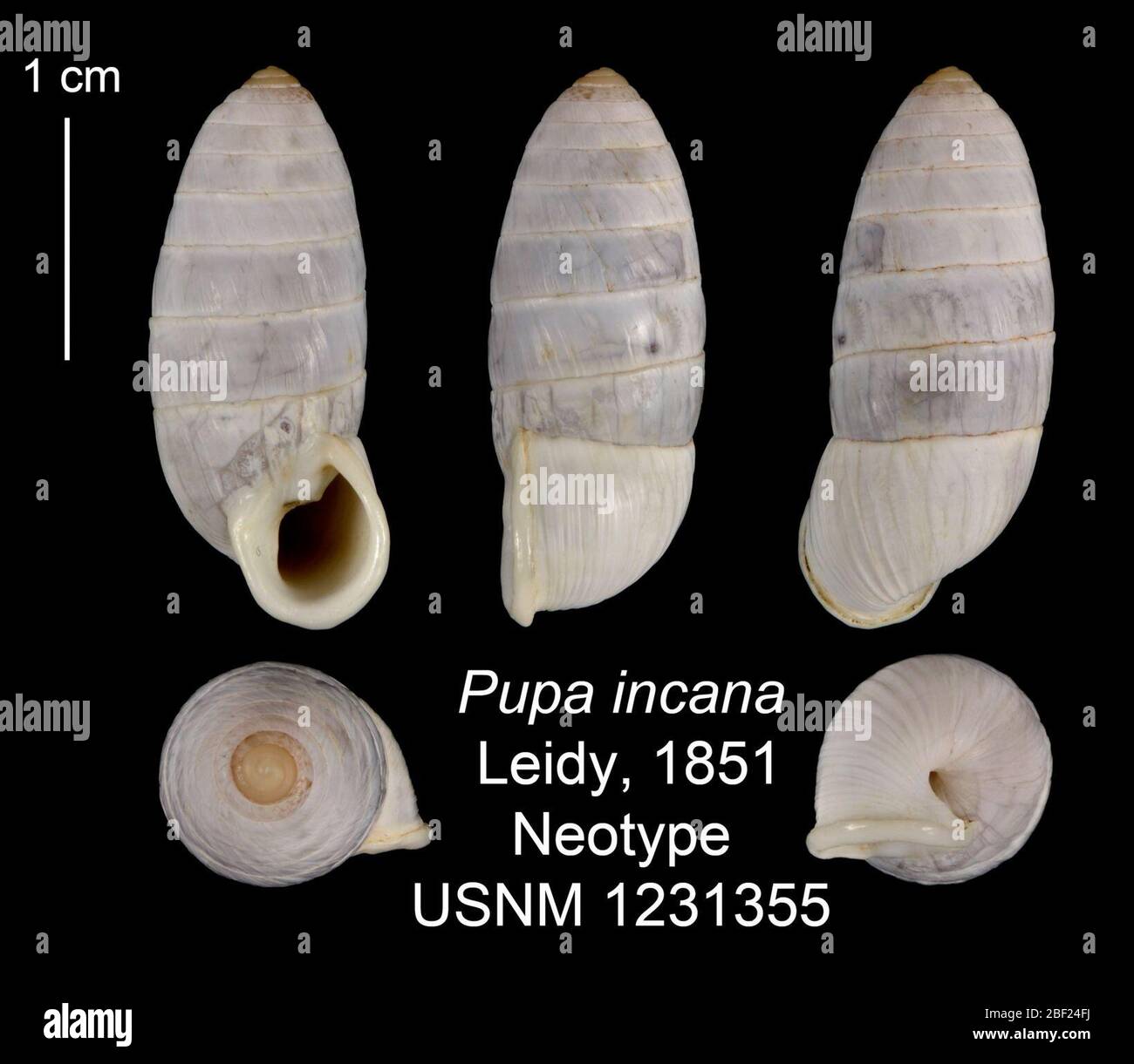 Cerion hi-res stock photography and images - Alamy