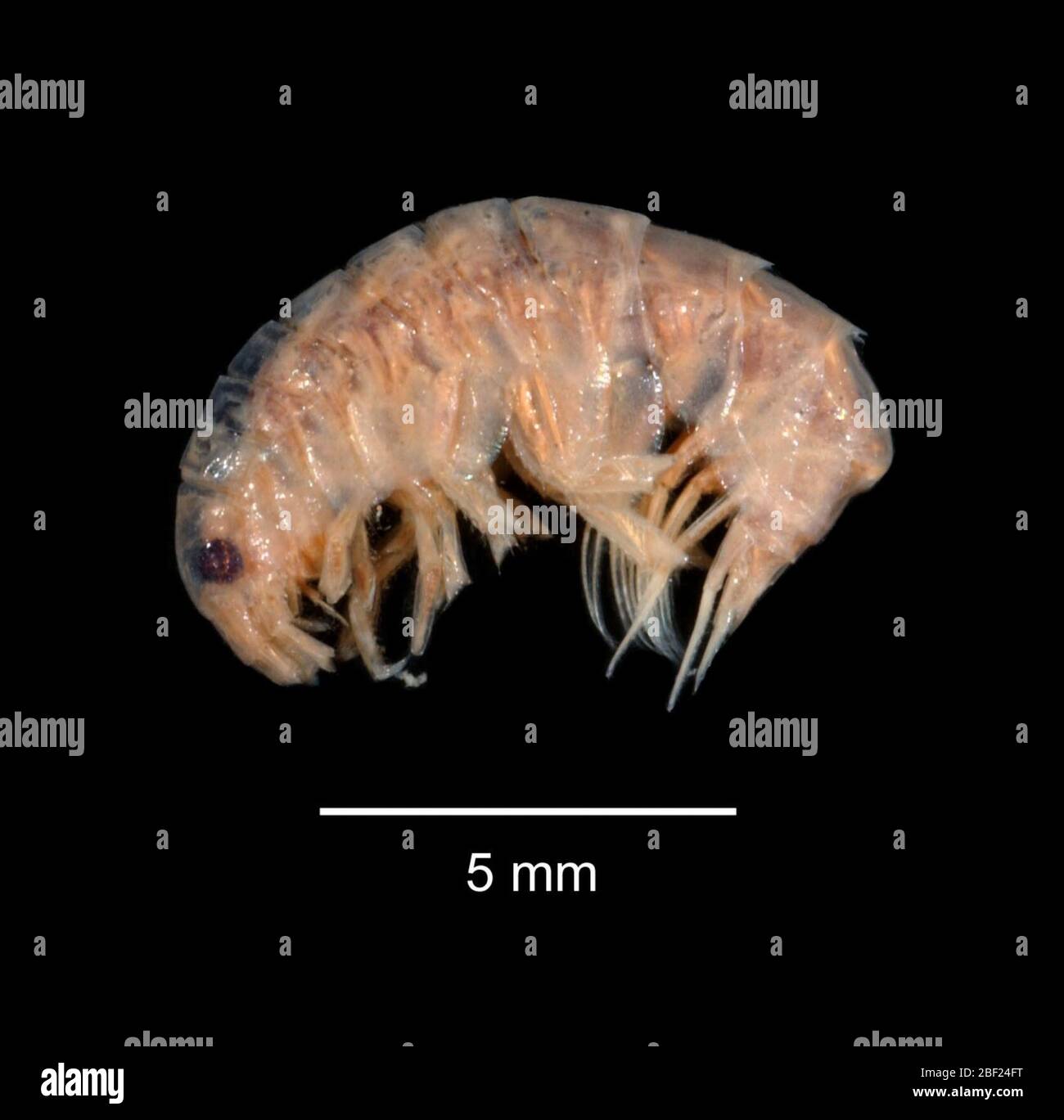 Quadridens hi-res stock photography and images - Alamy