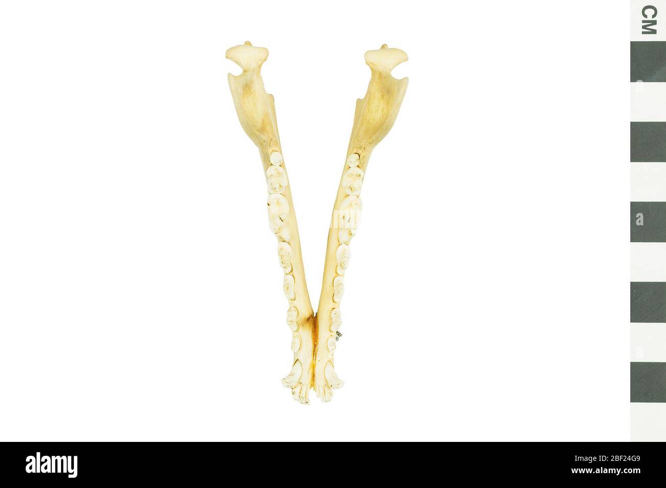 Fox jaw and teeth hi-res stock photography and images - Alamy