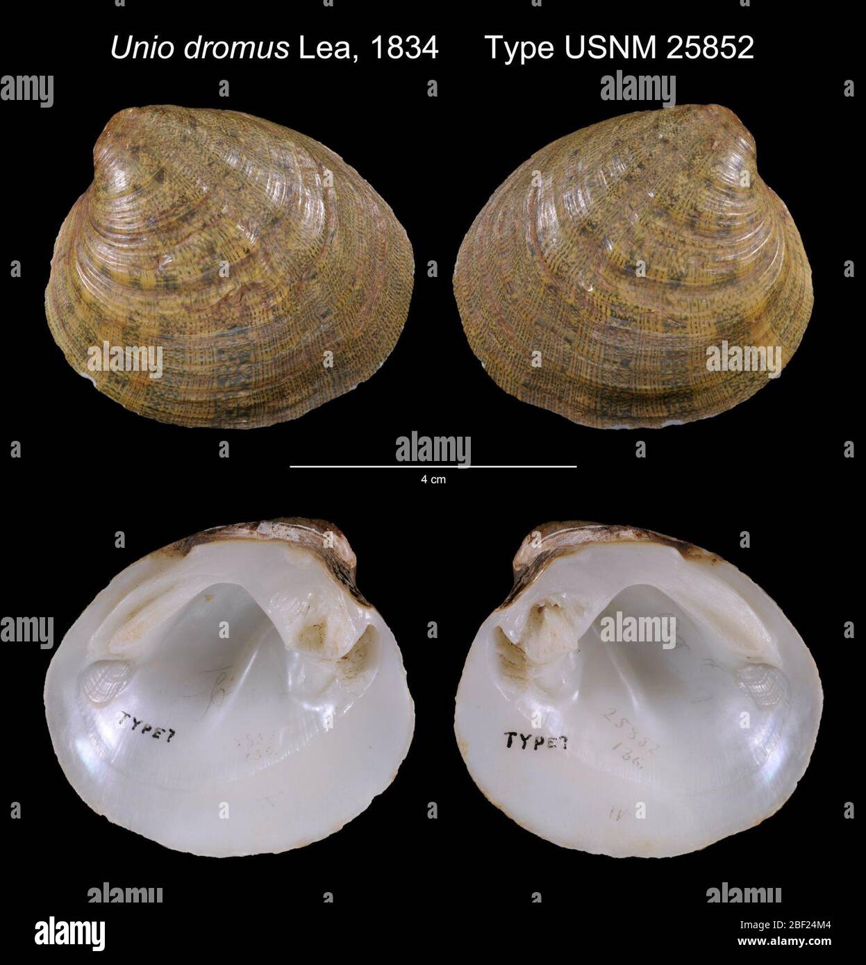 Unio dromus. 20 Jan 20162 Stock Photo - Alamy