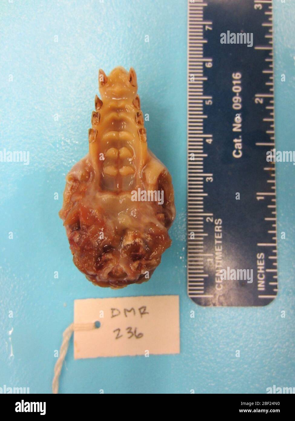 Epomophorus labiatus. 6 Oct 20161 Stock Photo - Alamy