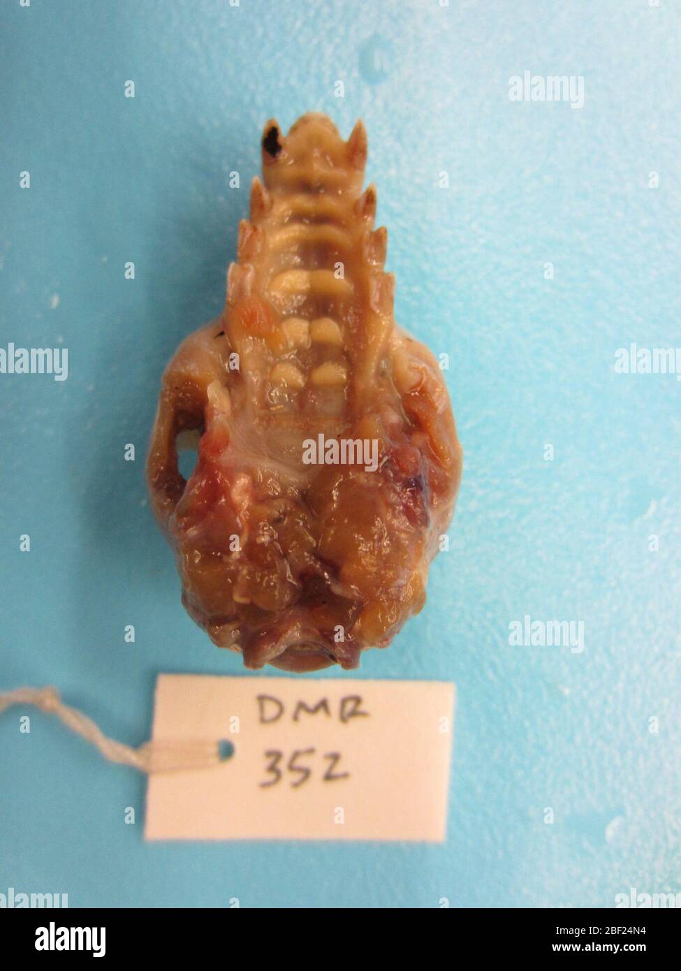 Epomophorus labiatus. 6 Oct 20161 Stock Photo - Alamy