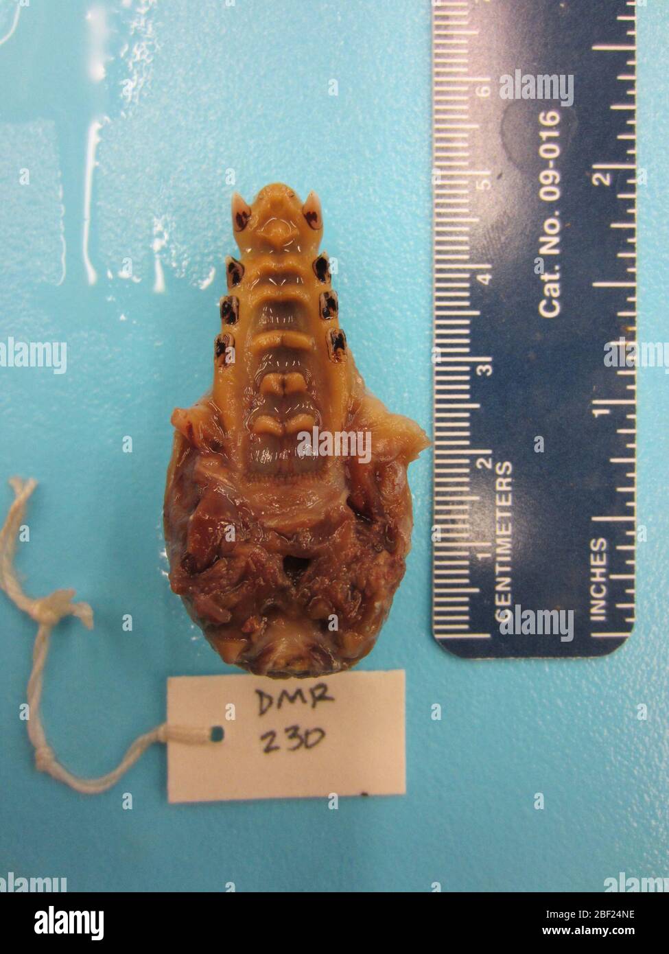 Epomophorus labiatus hi-res stock photography and images - Alamy