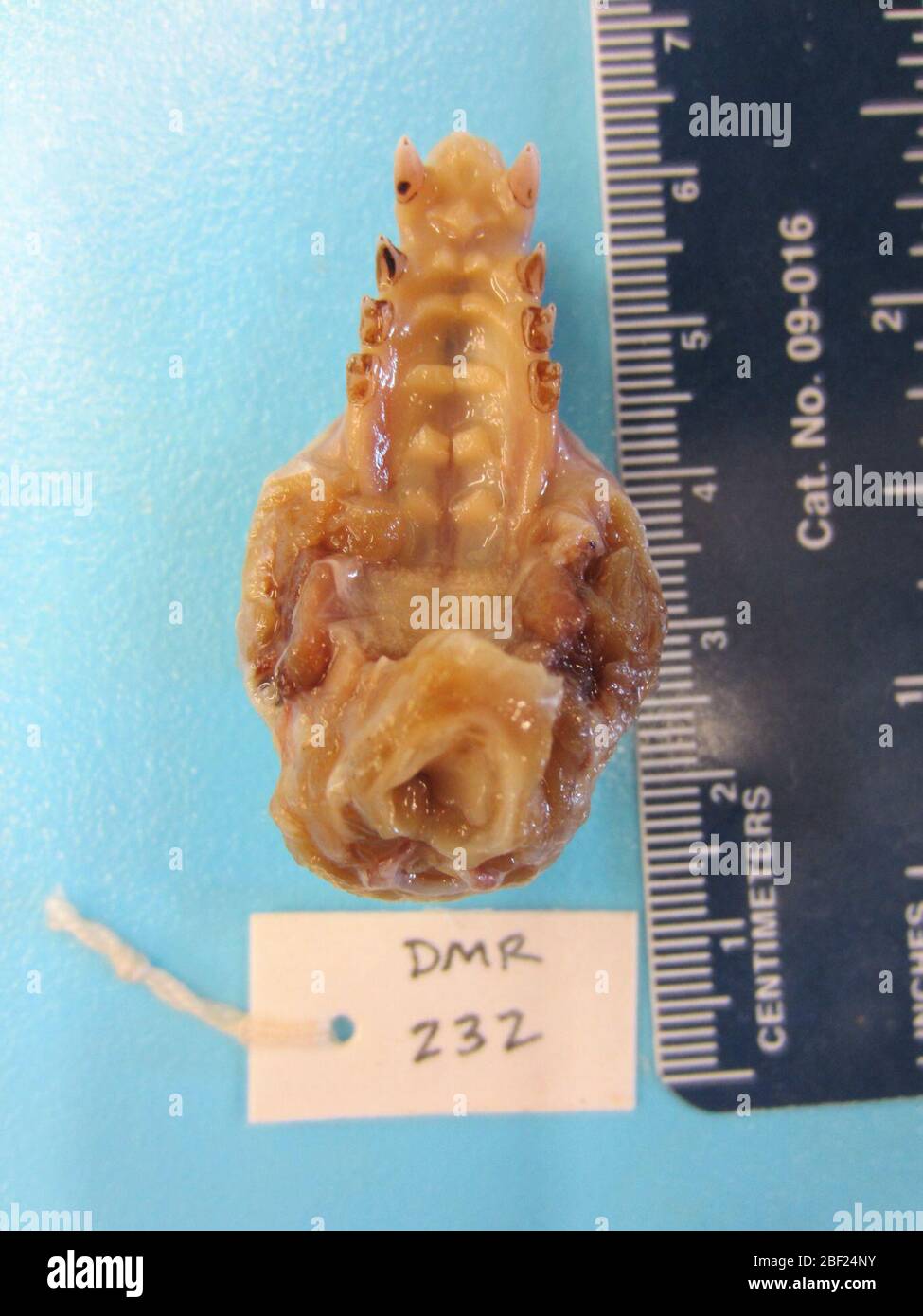 Epomophorus labiatus. 6 Oct 20161 Stock Photo - Alamy