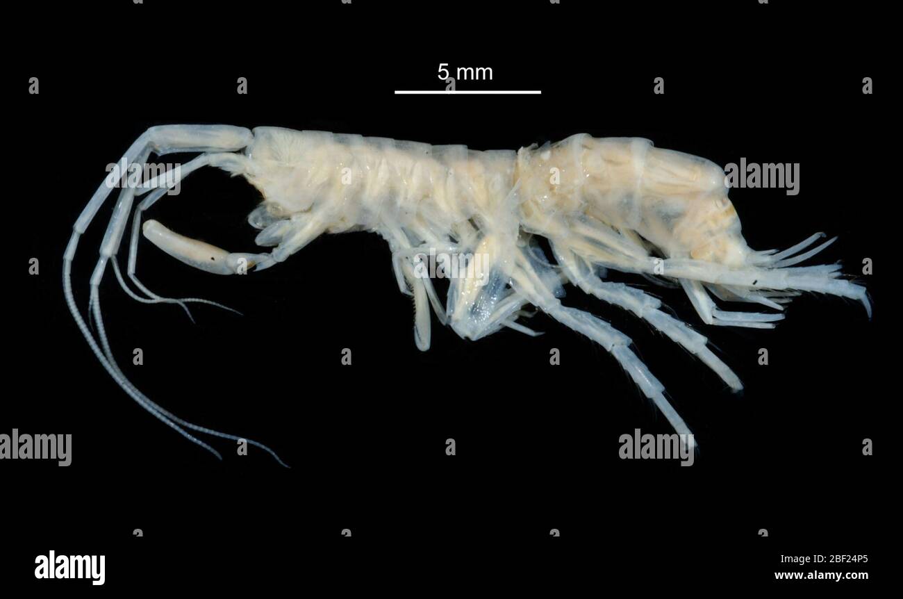 Melitidae hi-res stock photography and images - Alamy