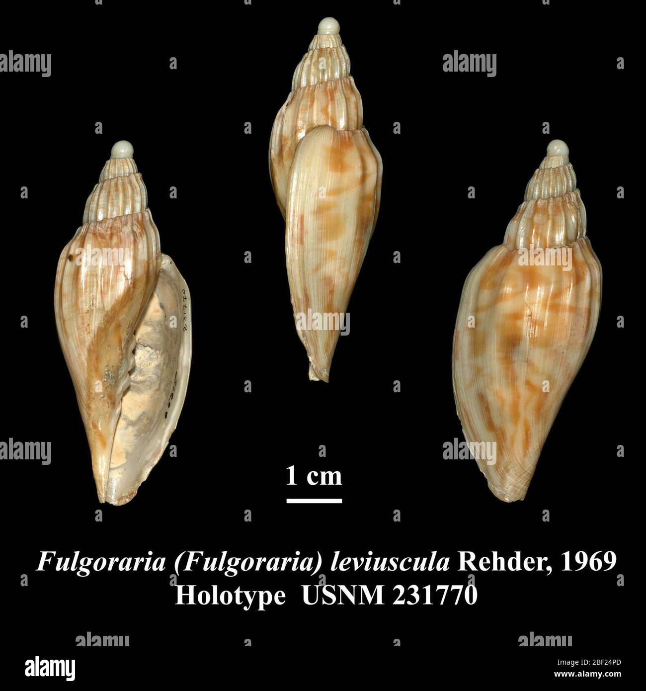Leviuscula hi-res stock photography and images - Alamy