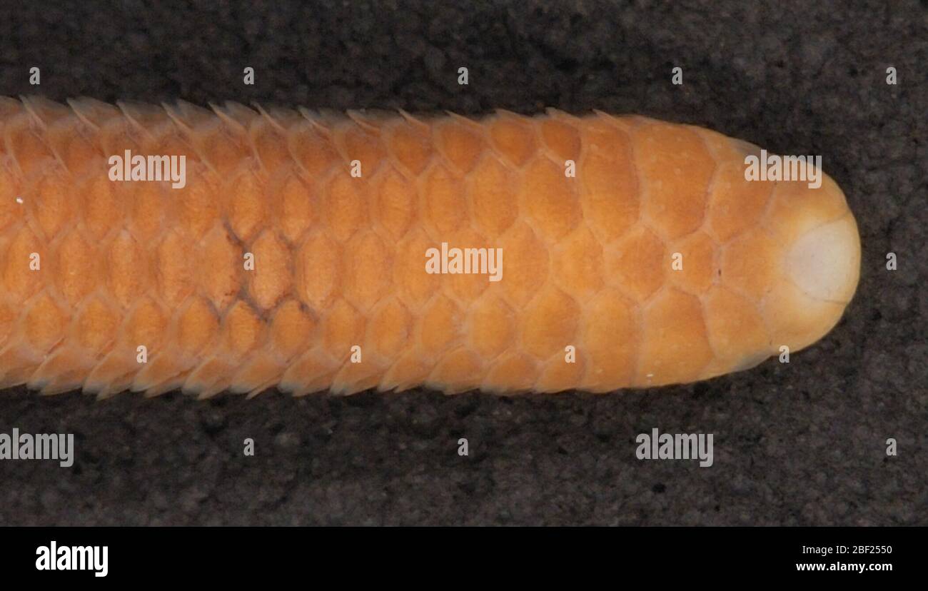 Signata hi-res stock photography and images - Alamy