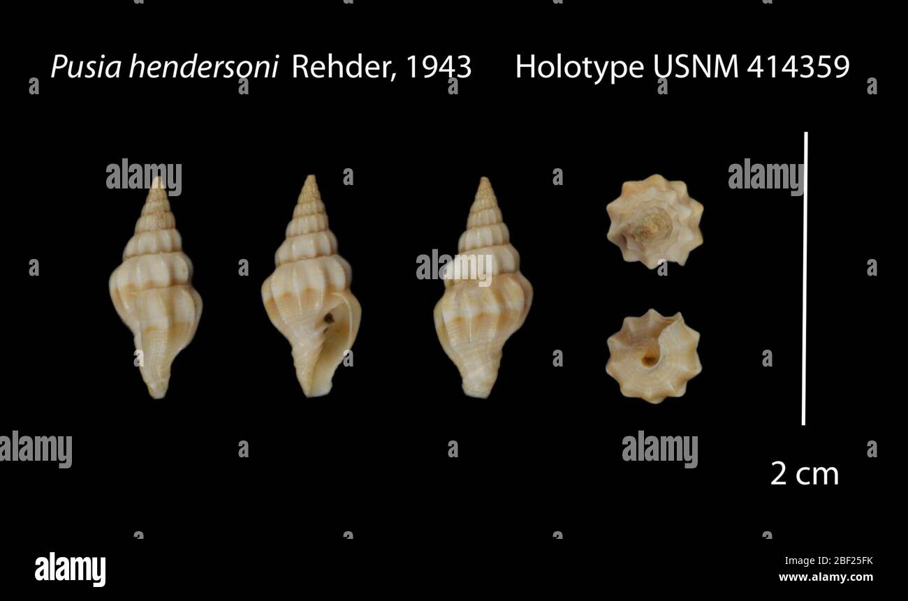 Pusia hi-res stock photography and images - Alamy