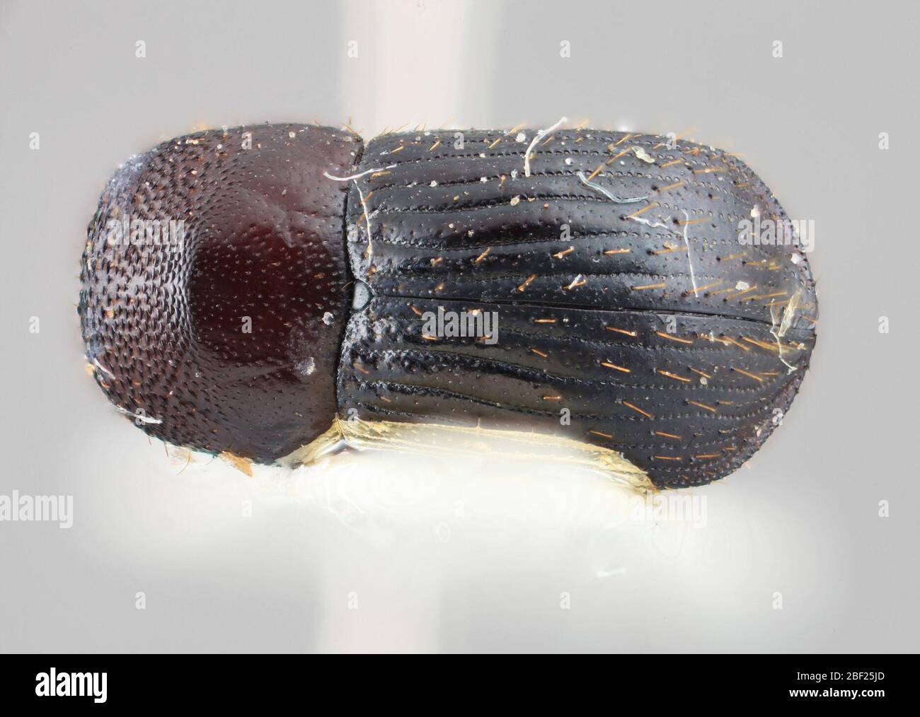 Mimicus hi-res stock photography and images - Alamy