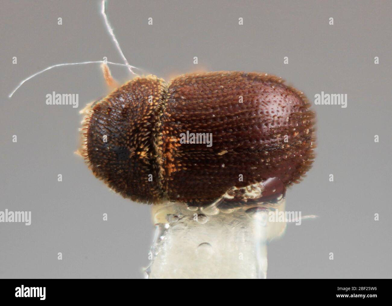 Confinis hi-res stock photography and images - Alamy