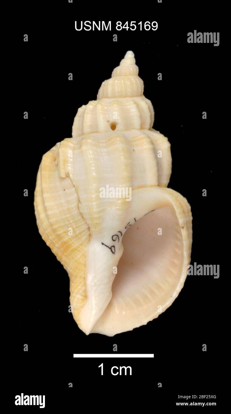 Sydaphera undulata. 6 Feb 20141 Stock Photo - Alamy