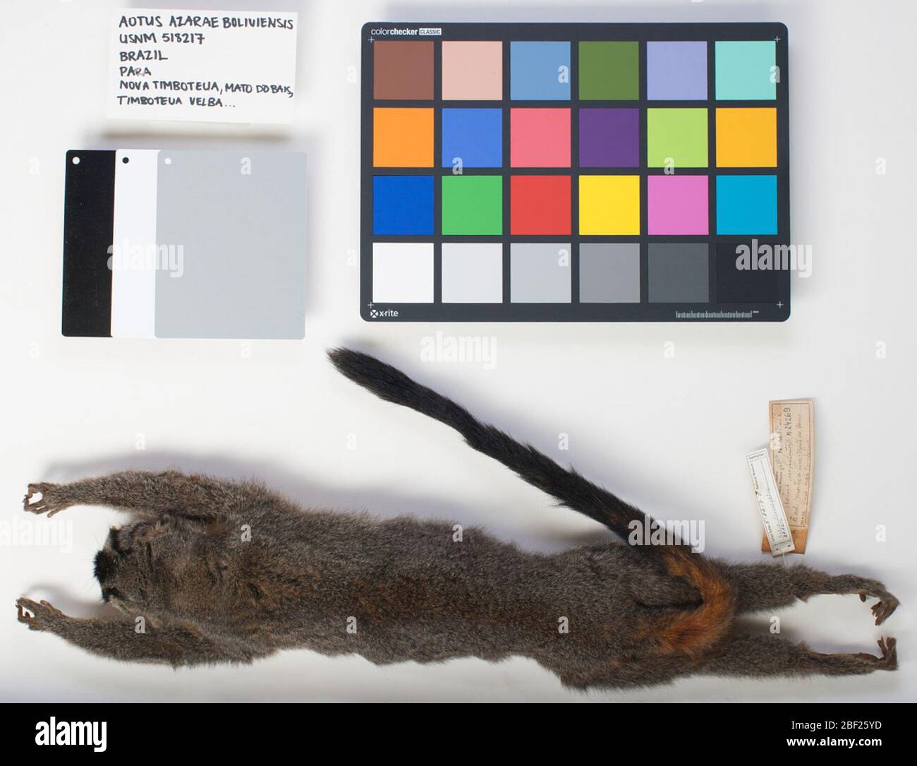 Aotus azarae boliviensis hi-res stock photography and images - Alamy