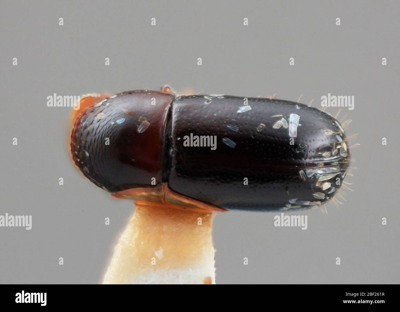 Splendidulus hi-res stock photography and images - Alamy
