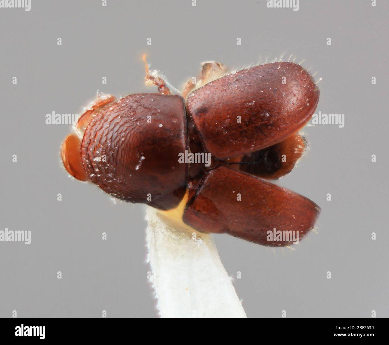 Confertus hi-res stock photography and images - Alamy