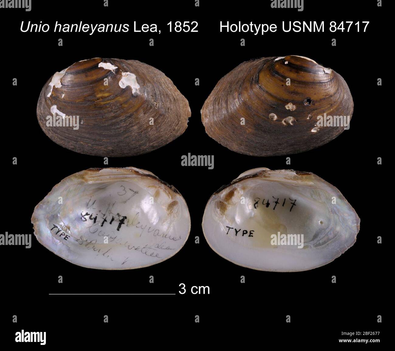 Unio hanleyanus. 20 Jan 20162 Stock Photo - Alamy
