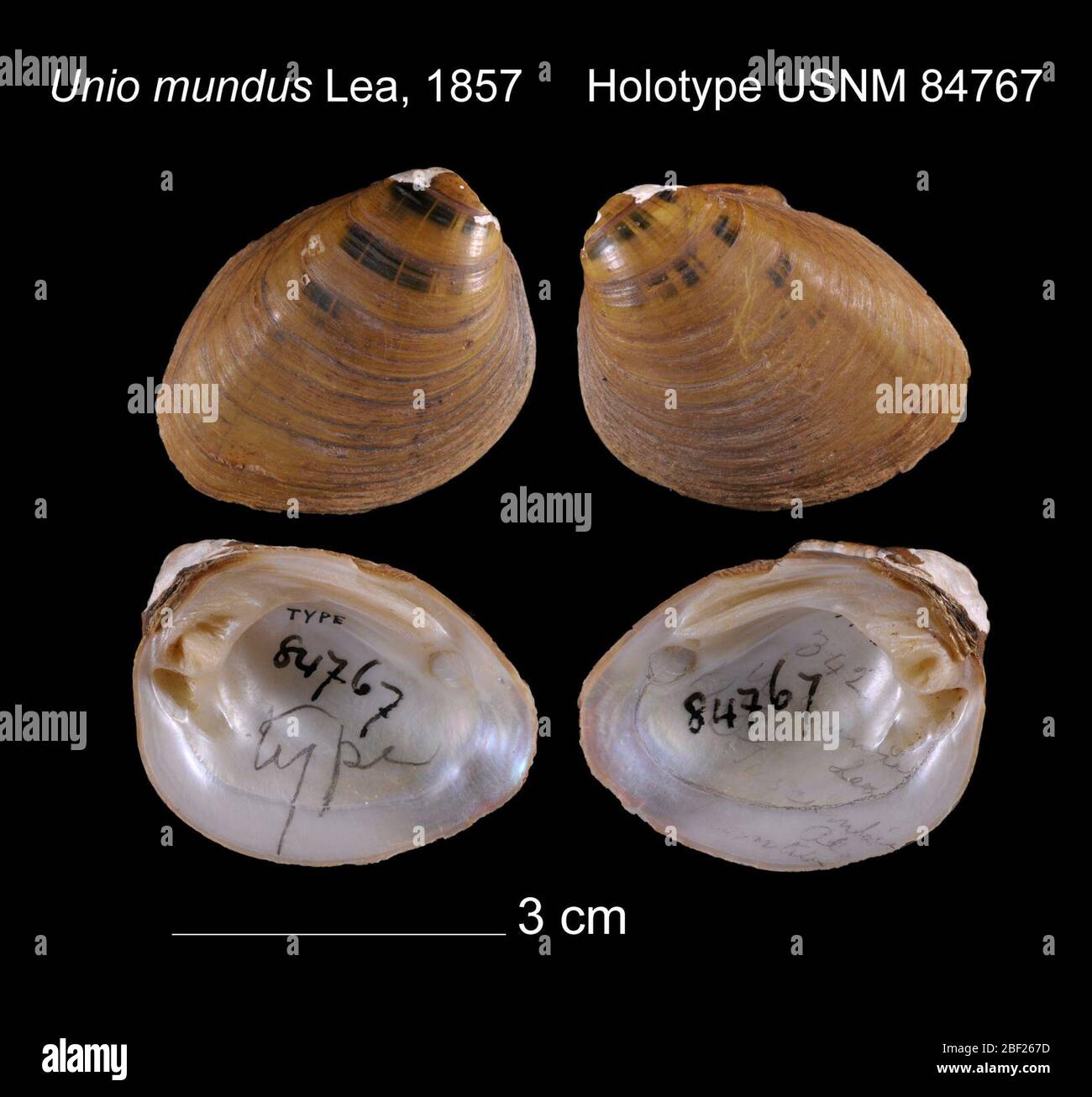 Unio bivalve hi-res stock photography and images - Alamy