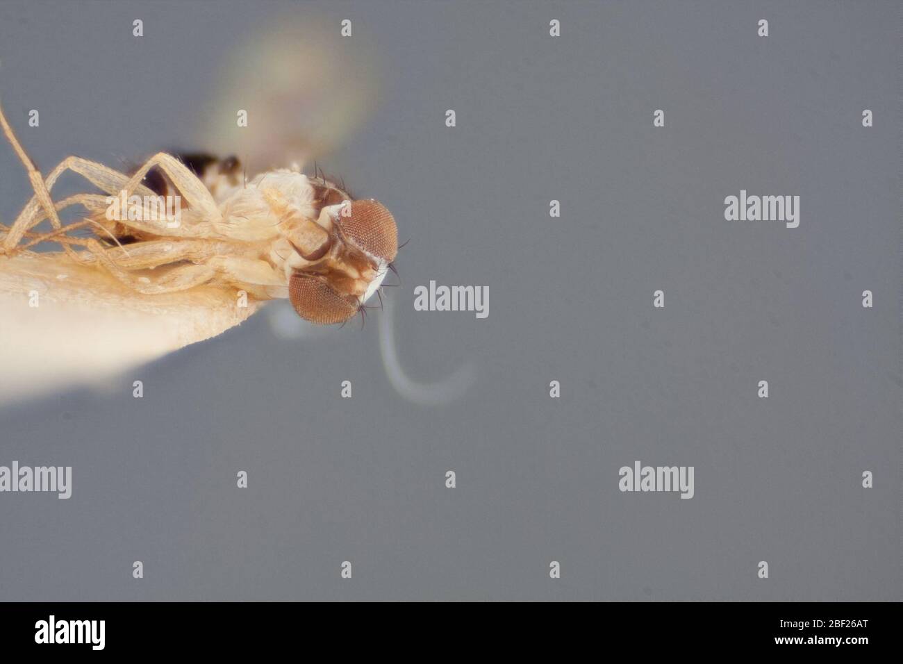 Mycodrosophila pseudoprojectans. 10 Mar 20141 Stock Photo - Alamy
