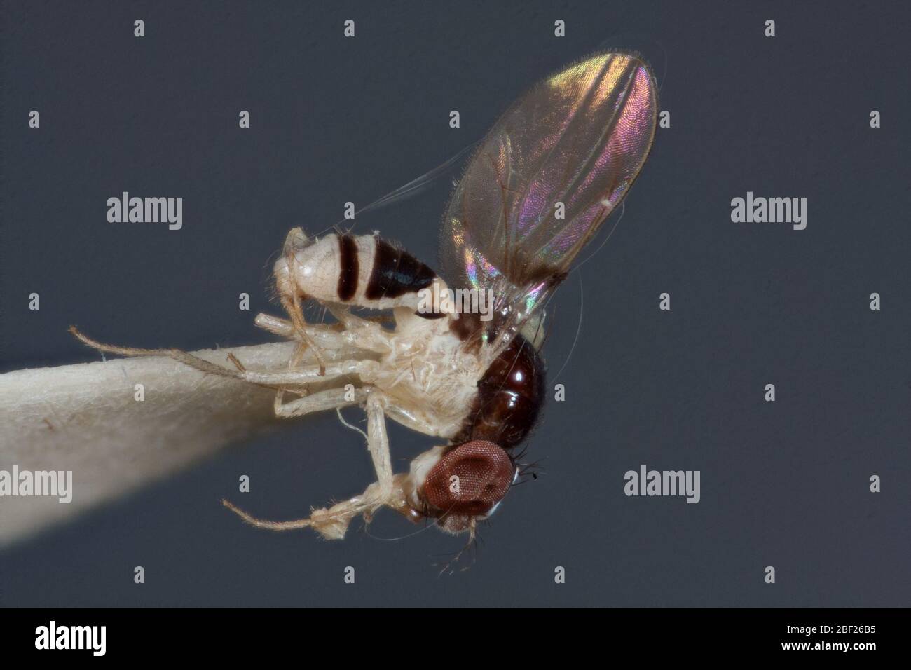 Mycodrosophila neoprojectans. 10 Mar 20141 Stock Photo - Alamy