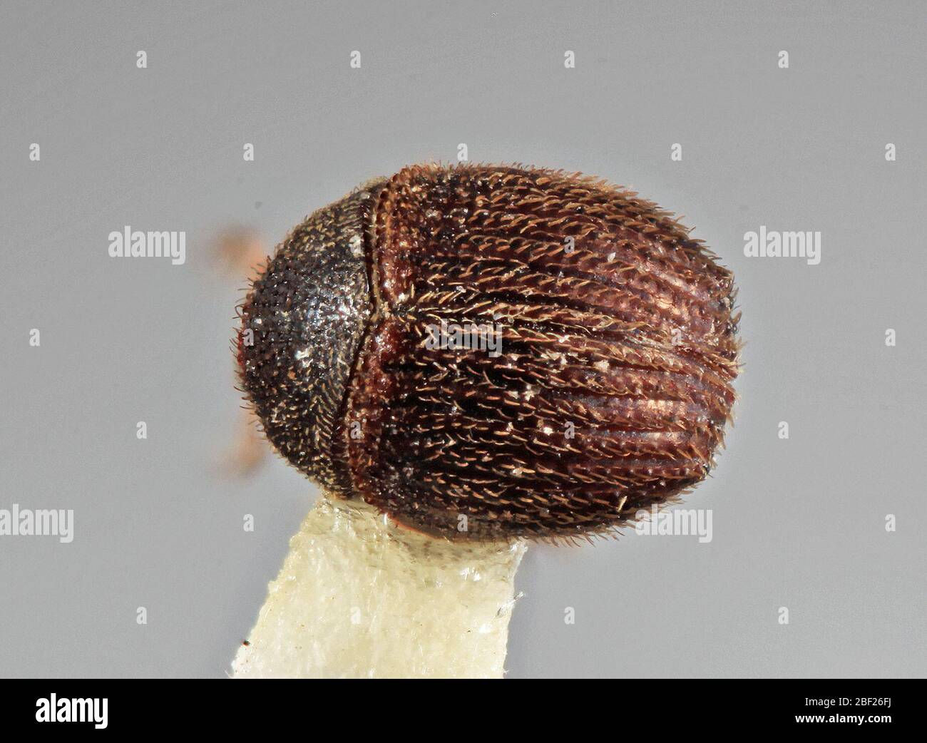 Zeylanicus hi-res stock photography and images - Alamy