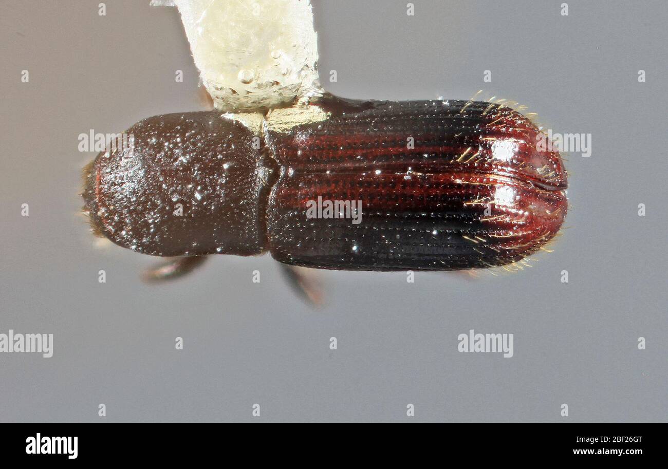 Alienus hi-res stock photography and images - Alamy