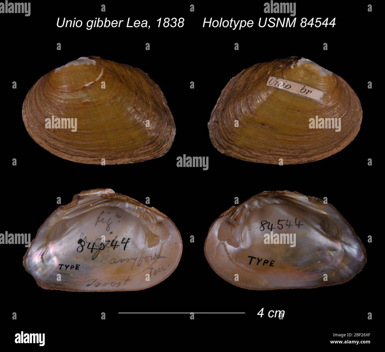 Gibber hi-res stock photography and images - Alamy