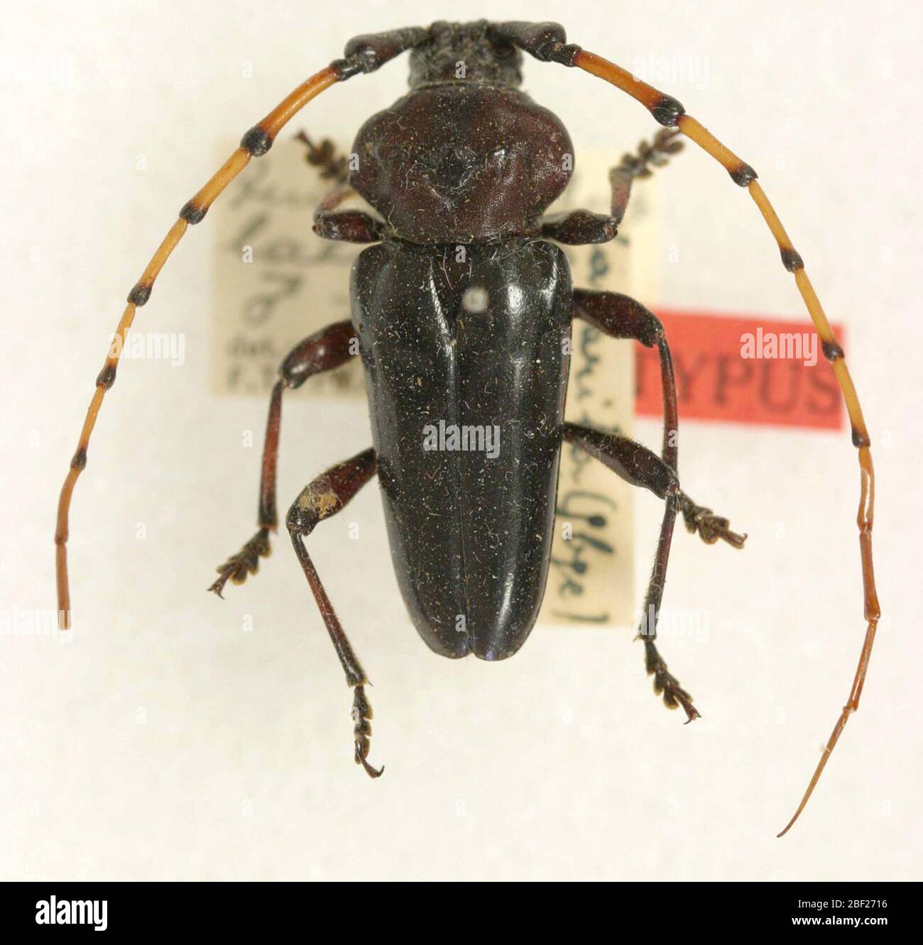 Laticollis hi-res stock photography and images - Alamy