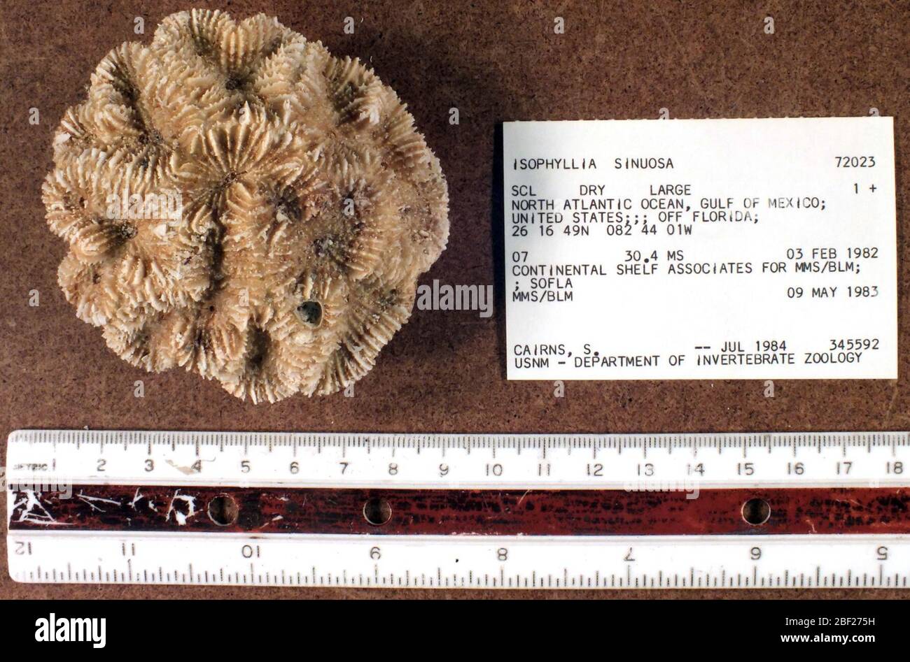 Isophyllia sinuosa. 29 Mar 20171 Stock Photo - Alamy