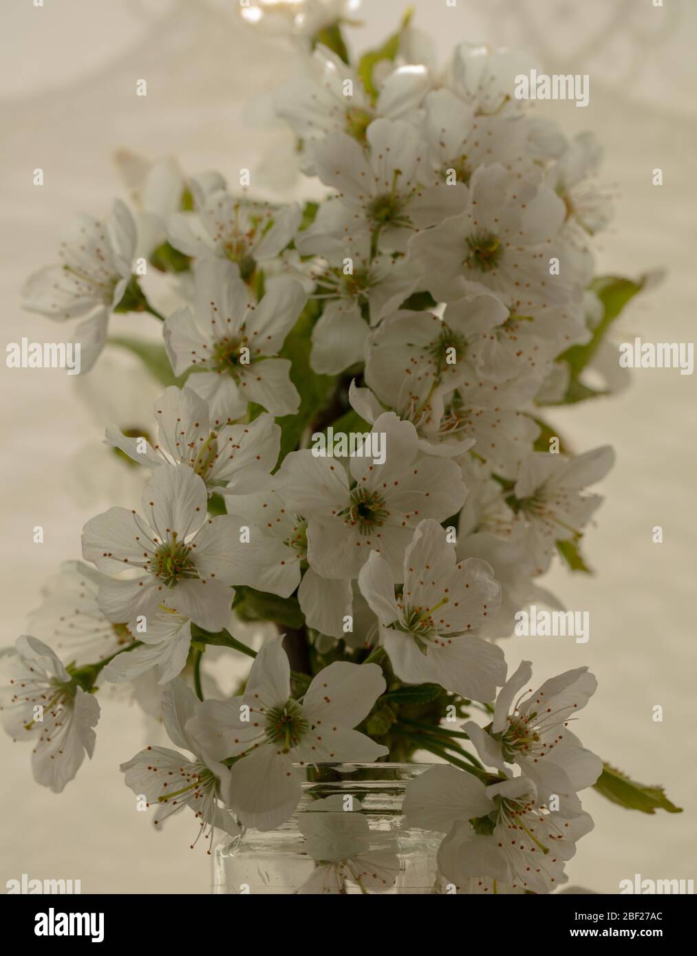 Cherry Stella or Prunus Avium blossom in a vase Stock Photo - Alamy