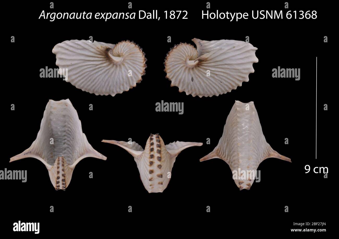 Argonauta hi-res stock photography and images - Alamy