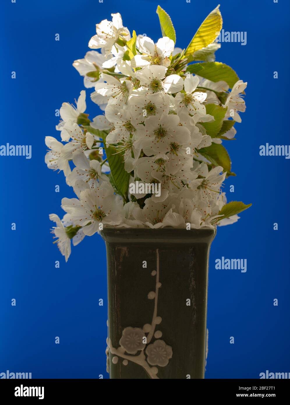 Prunus avium stella blossom hi-res stock photography and images - Alamy